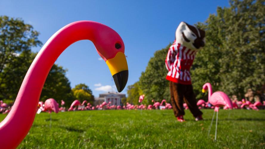 Smokes and cider, canes, flamingos — did you know about these UW ...