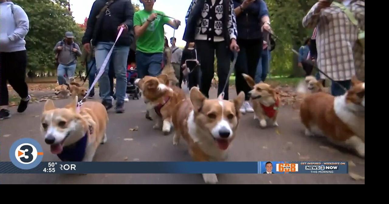 Newshounds Now Update: Corgis galore | Lifestyle | channel3000.com