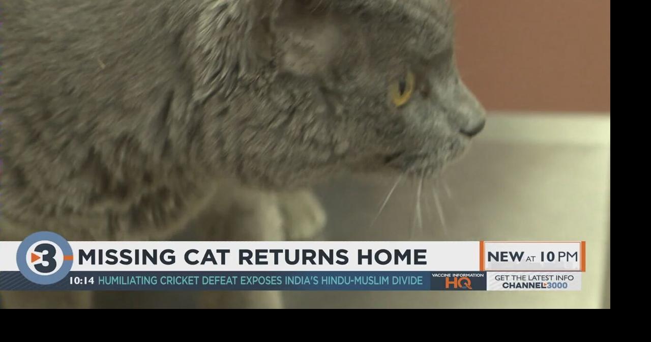 Cat that went missing at local park in May to be reunited with owner ...