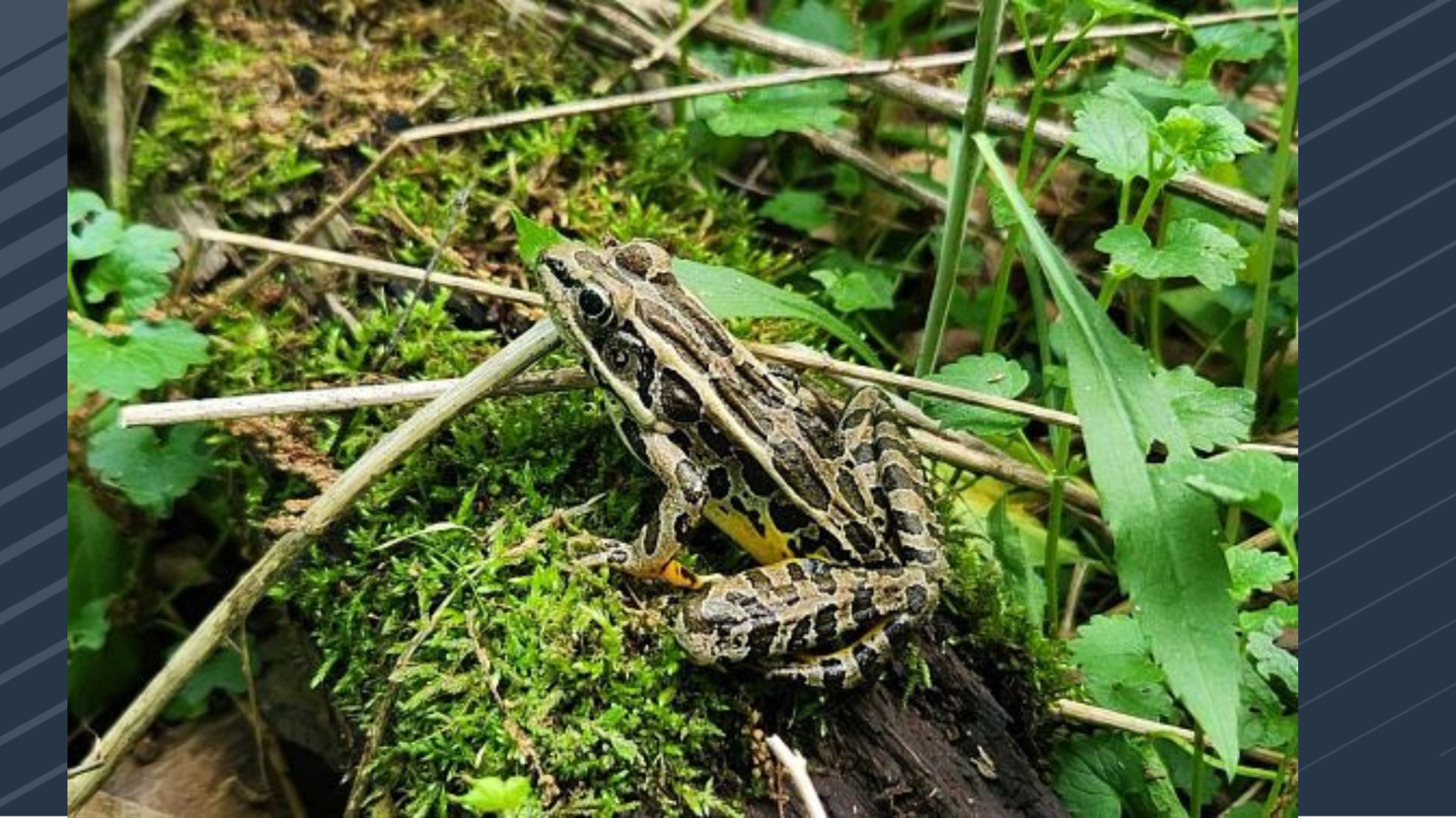 DNR seeks volunteers for assistance with annual Frog and Toad Calling ...
