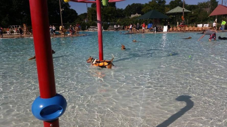 PHOTOS: Dog paddle at Goodman Pool | Local News | channel3000.com