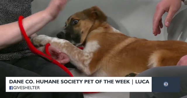 Pet-entially Yours: Meet Luca from the Dane County Humane Society ...