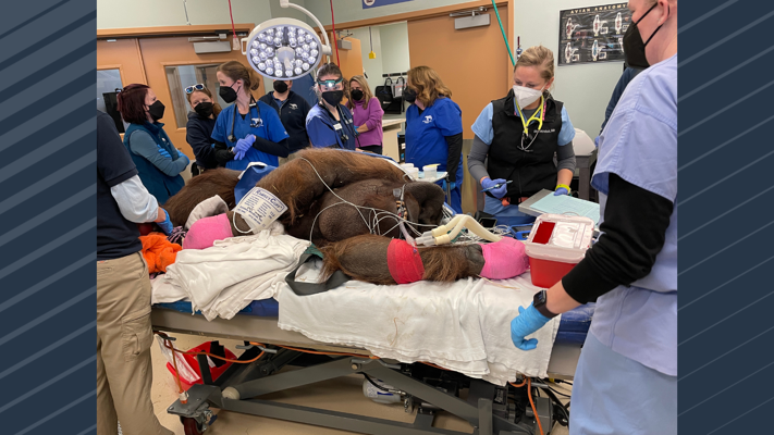 Henry Vilas Zoo performs an orangutan procedure as part of the Great ...