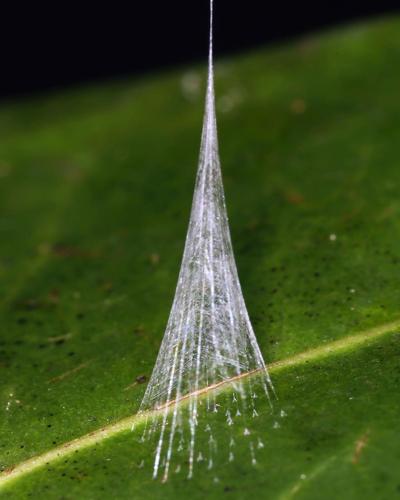 Watch the first-ever video of a newfound spider’s spring-loaded death ...