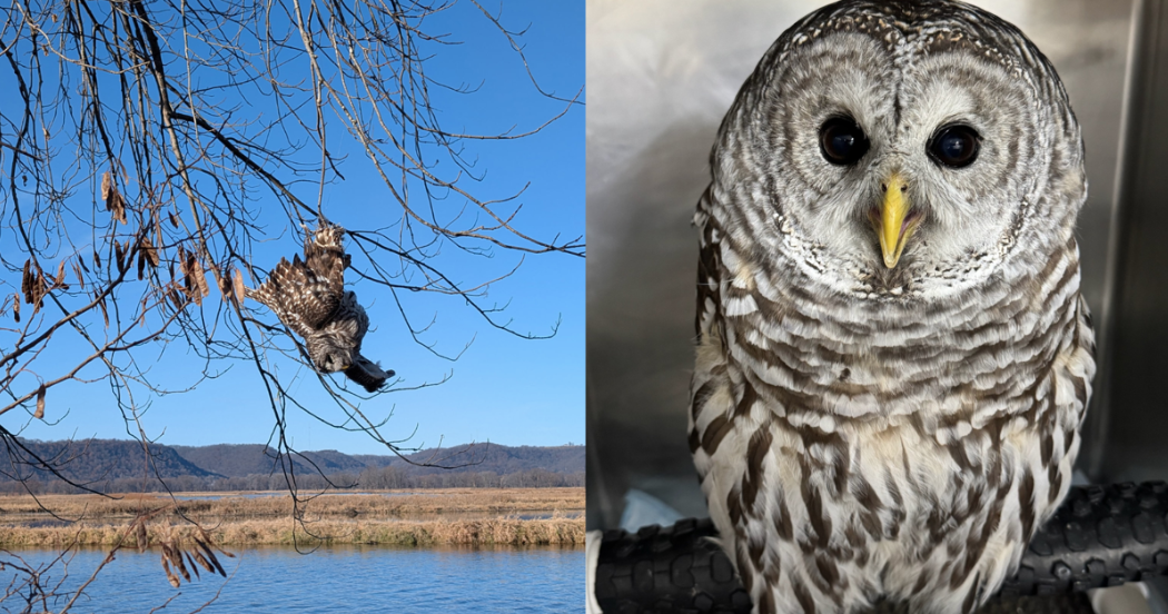 Owl rescued from fishing line entanglement in Goose Island | News ...