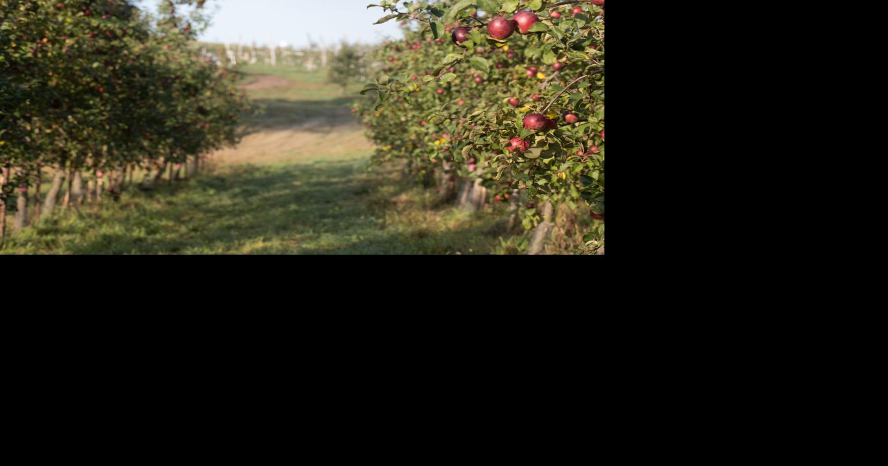 In the 608: Josh visits ‘The Cider Farm’ | Features | channel3000.com