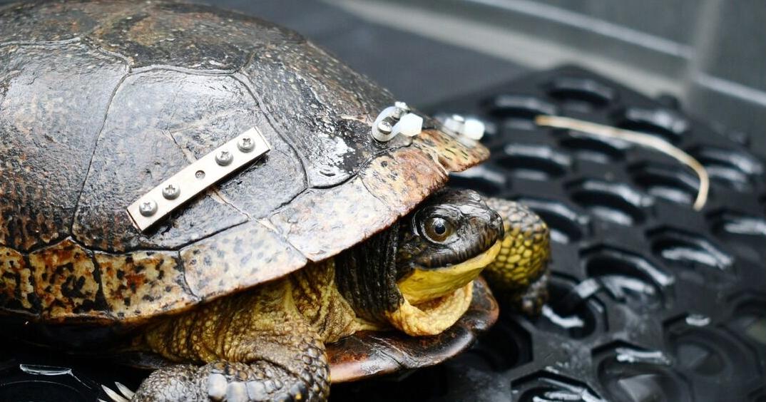 How did the turtle cross the road? | MADISON MAGAZINE | channel3000.com
