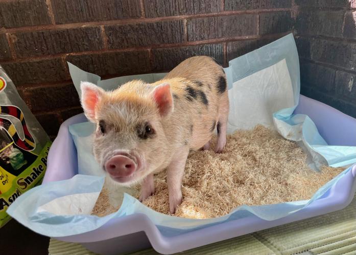 Farewell, Rudi the Pig: City ordinance says the 'Mayor of the Southwest ...