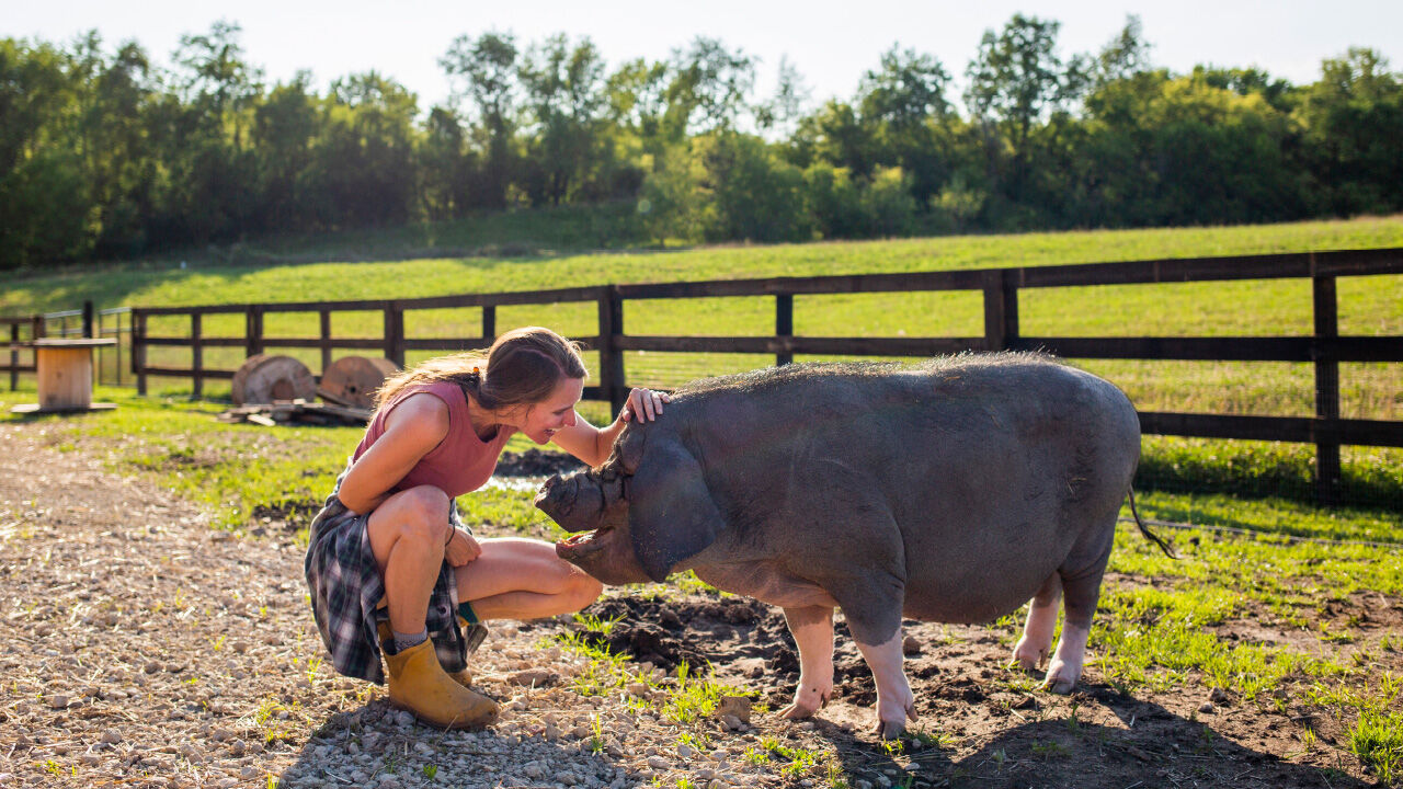 Heartland Farm Sanctuary brings heart to rescued farm animals | MADISON ...