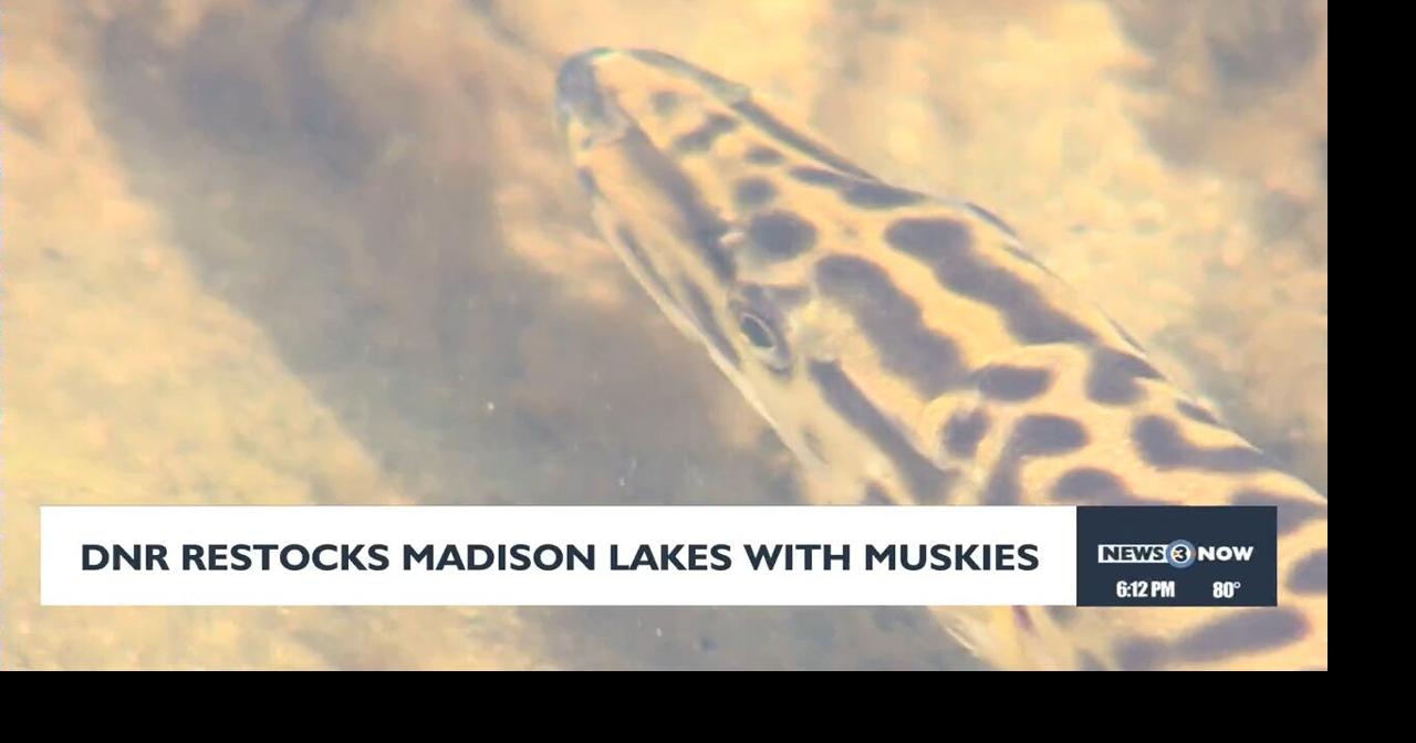 Approximately 2300 muskies released into Madison area lakes | News ...