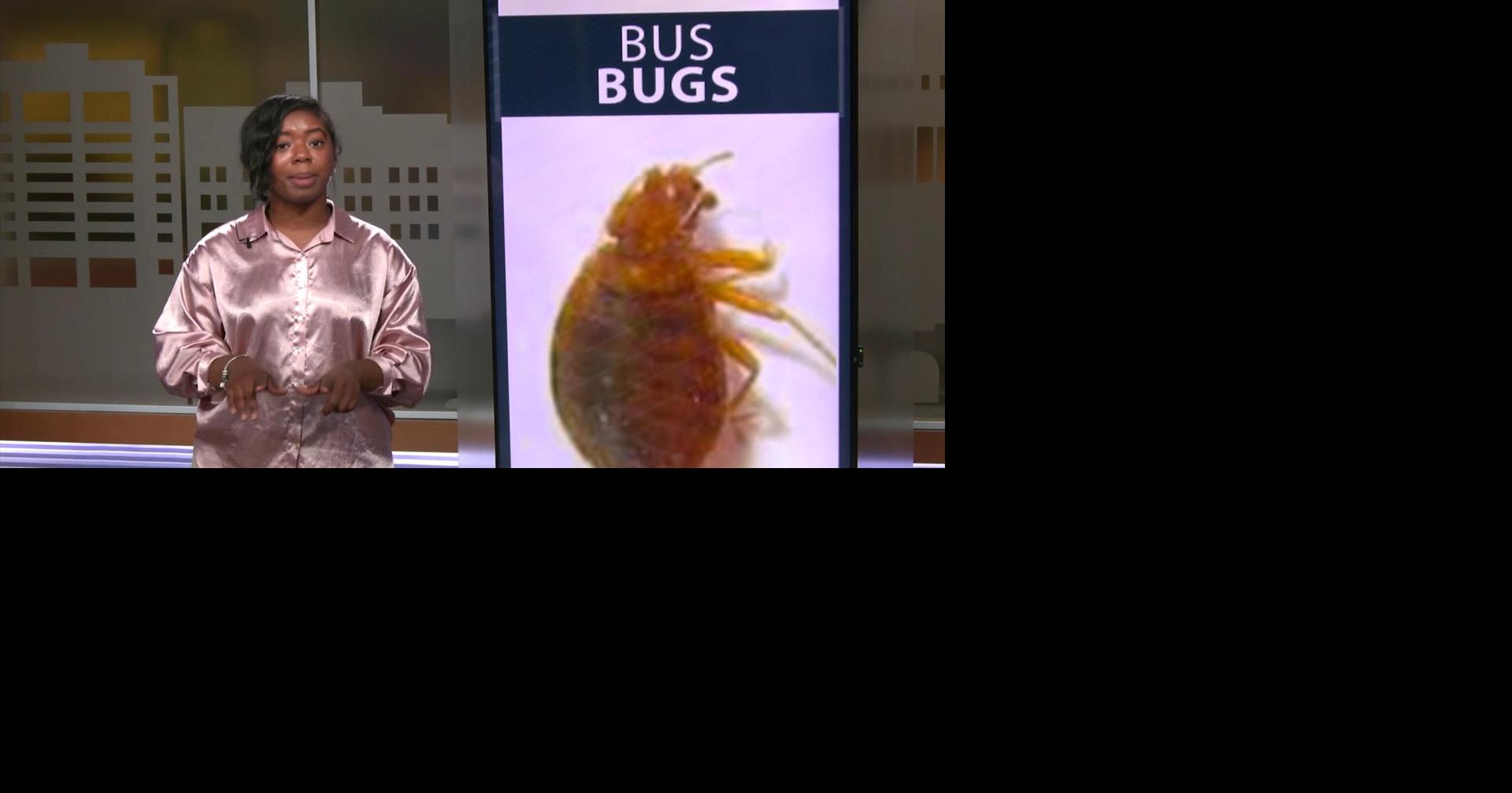 Madison Metro Transit responds to bed bug sightings on buses ...