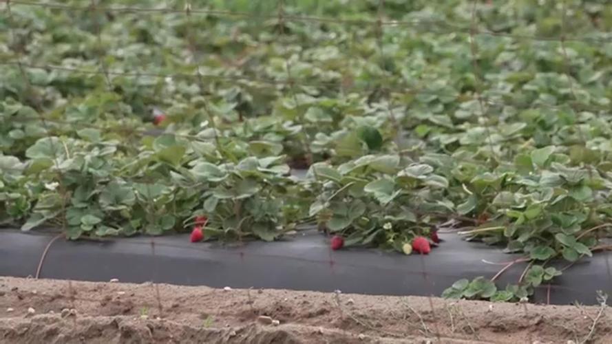 How does rain affect local strawberry farms? | National and World News ...
