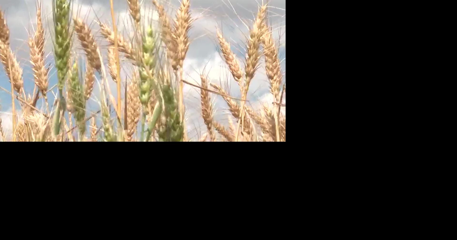 Kansas farmers face tough wheat season amid drought, rising costs ...