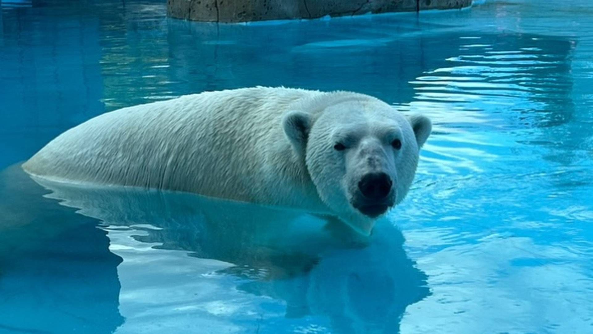 Newest male polar bear at Henry Vilas Zoo getting acclimated to new ...