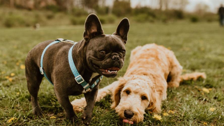 Local meetup group bring dogs and people together | City Life ...