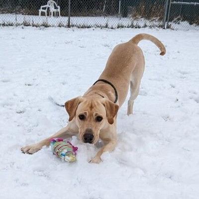 Meet Madison's 11 most adoptable pets this month | MADISON MAGAZINE ...