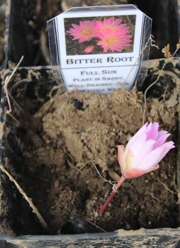 Salish Culture showcased at Bitter Root Day | News | charkoosta.com