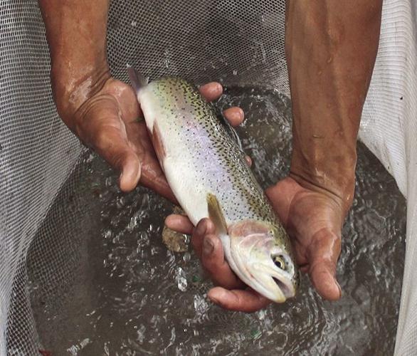 CSKT Habitat Restoration and Fisheries Programs help fish thrive in ...