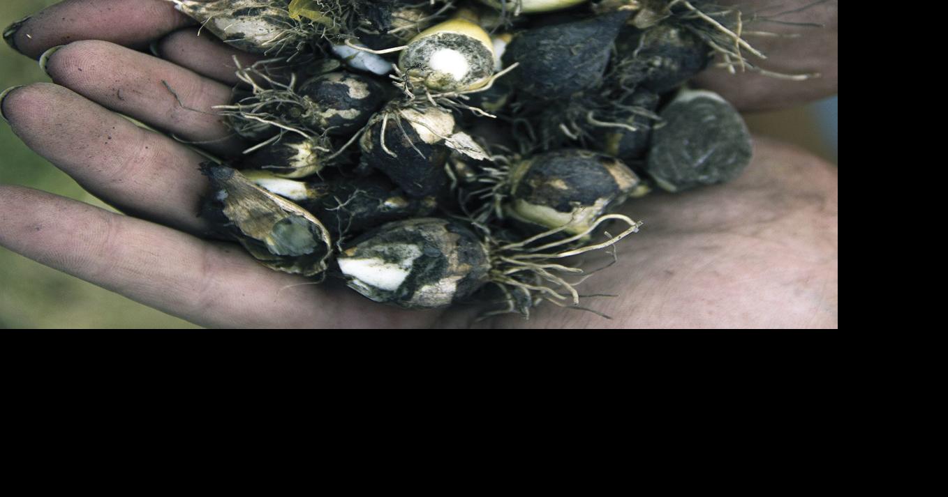 People’s Center continues camas bake tradition | News | charkoosta.com