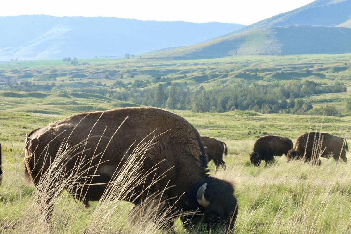 bison range charlo mt