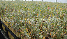 CSKT Forestry Department greenhouses help spread diversity throughout ...