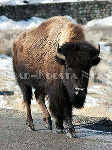 Department of Interior releases bison plan | News | charkoosta.com