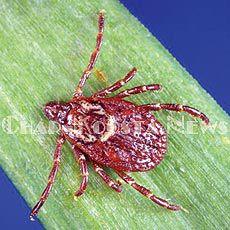 It’s tick time in Western Montana and time to take precautions | News ...
