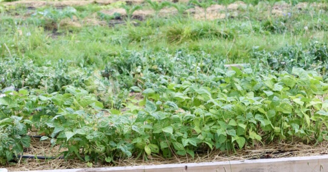 CSKT Food Sovereignty Program Making Strides Towards a Healthier ...