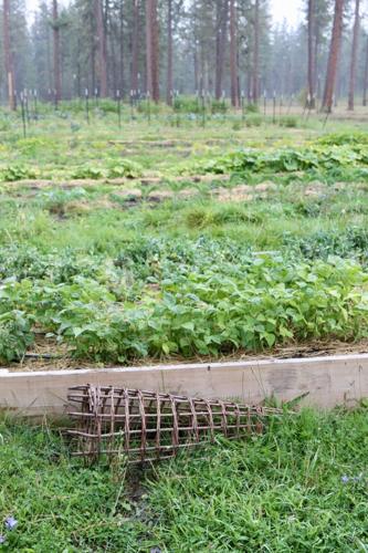 CSKT Food Sovereignty Program Making Strides Towards a Healthier ...