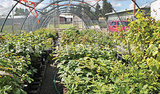 CSKT Forestry Department greenhouses help spread diversity throughout ...