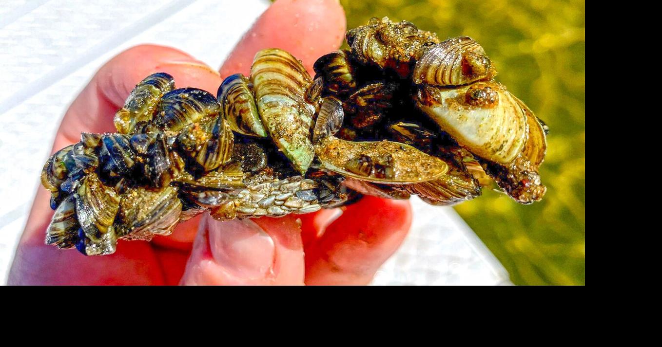 This has been a year of ever-increasing mussel-fouled watercraft ...