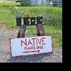 CSKT Forestry Department greenhouses help spread diversity throughout ...