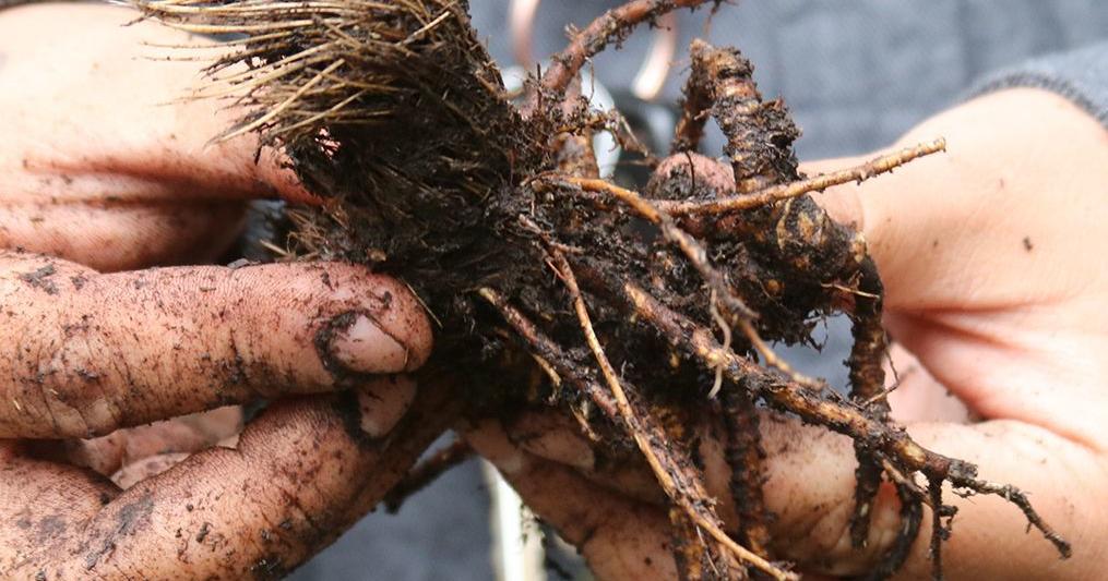 Bees cut Nk̓ʷusm 'husks' dig short | News | charkoosta.com