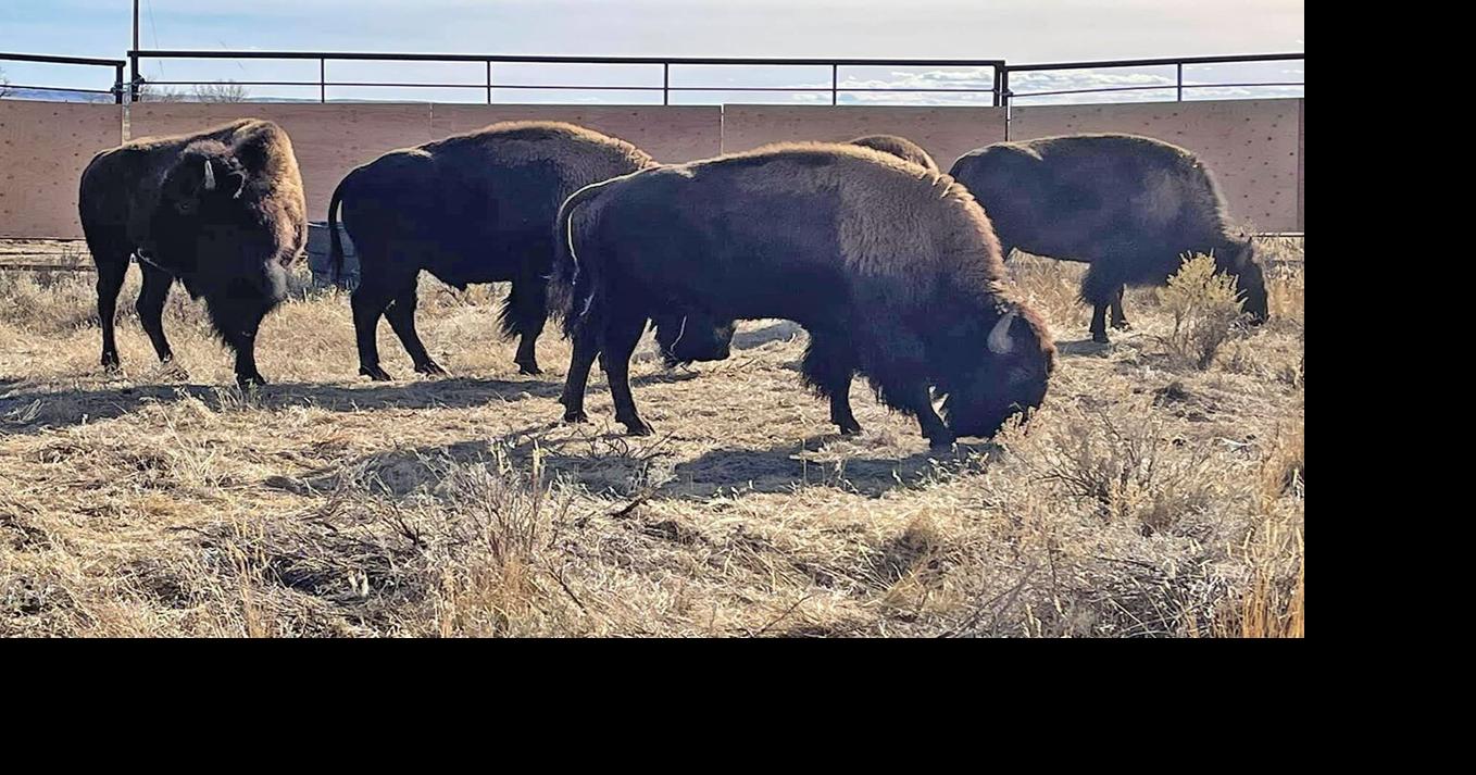 Flathead Nation contributes more than bison to the Rocky Boys ...