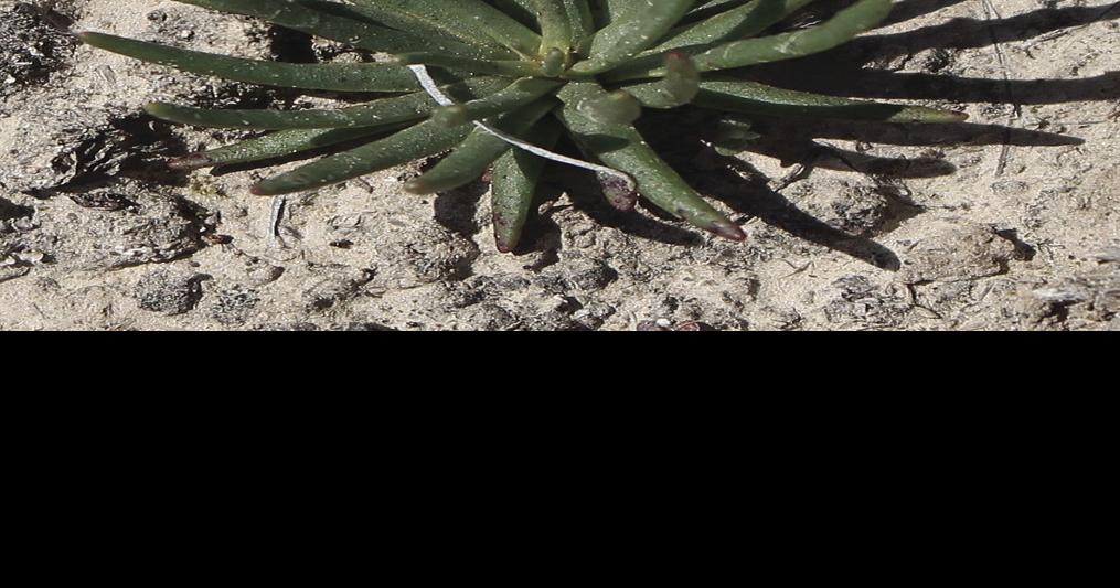 Annual bitterroot dig keeps the tradition alive | News | charkoosta.com