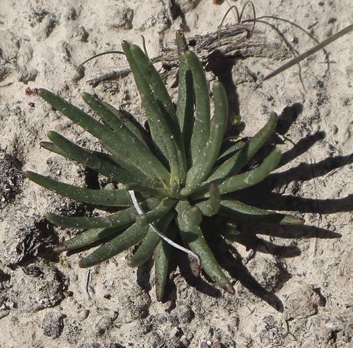 Annual bitterroot dig keeps the tradition alive | News | charkoosta.com