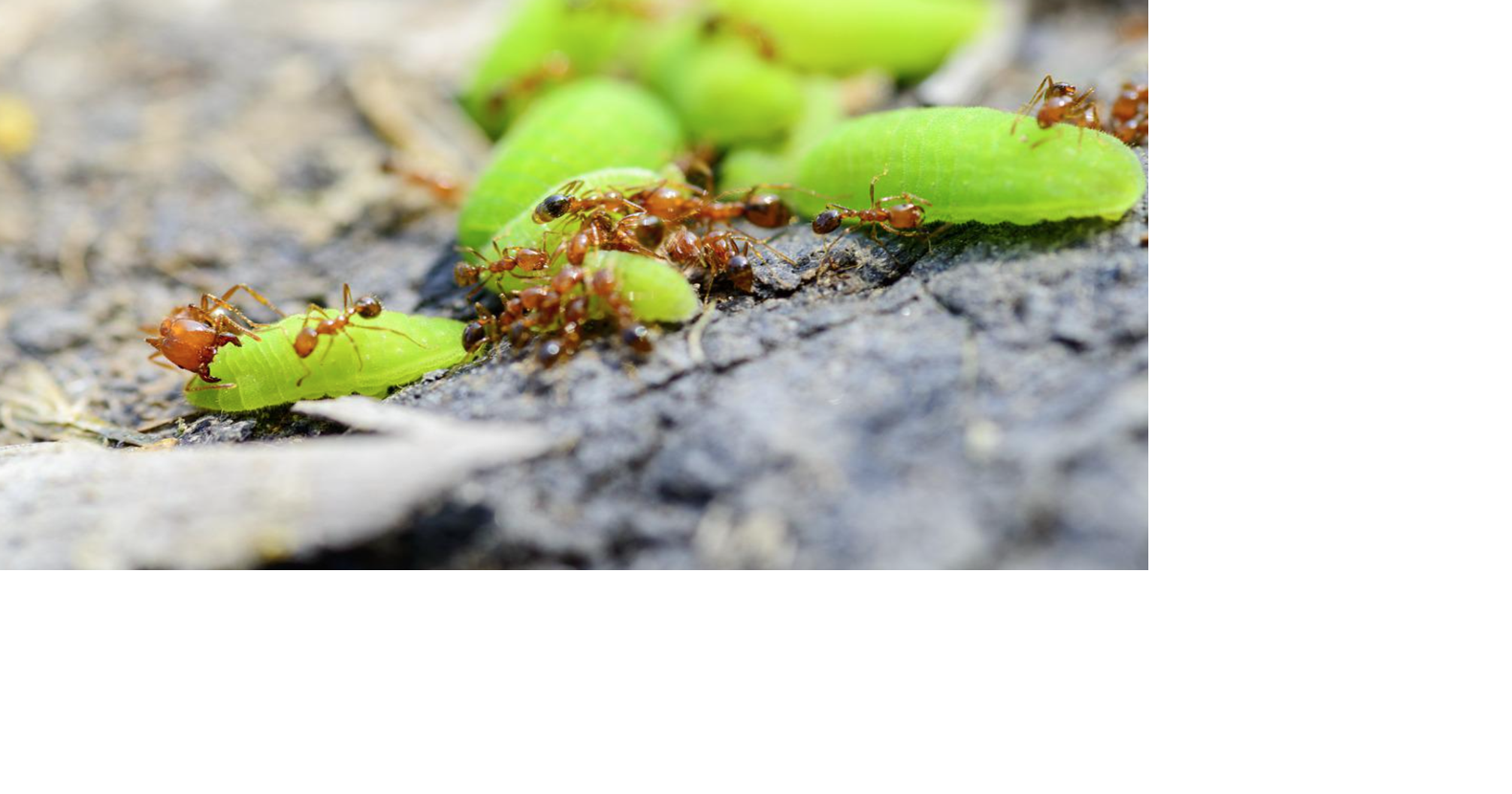 What to know about fire ants in Texas | New to Texas | checkoutdfw.com