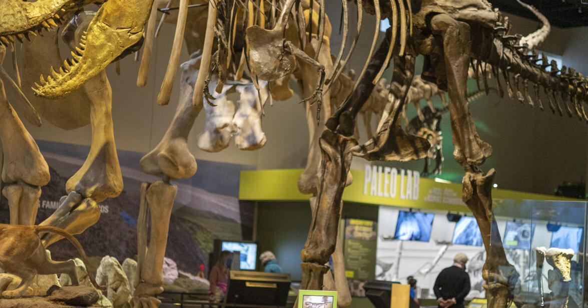 4 Dinosaur and fossil exhibits in DFW you're sure to dig | Things To Do ...