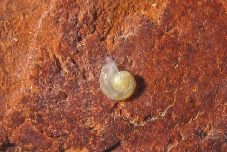 Sequoyah’s words, and a very rare snail, live harmoniously in an ...
