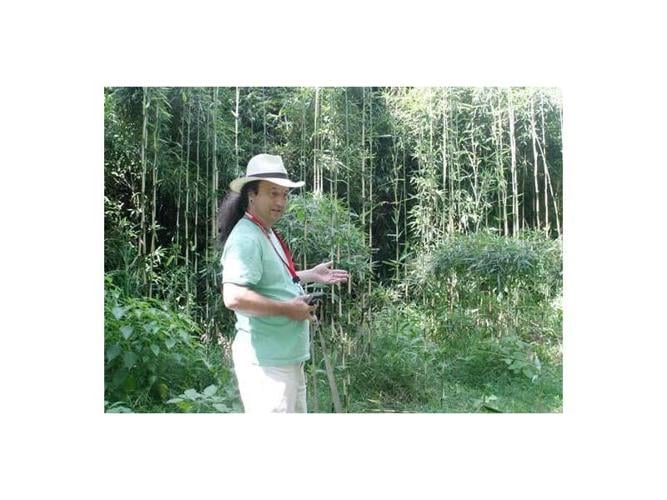 River cane added to Culturally Protected Species list | Culture ...