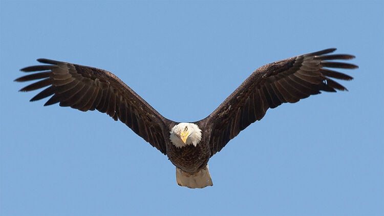Eagle numbers rise in Oklahoma after longstanding recovery effort ...