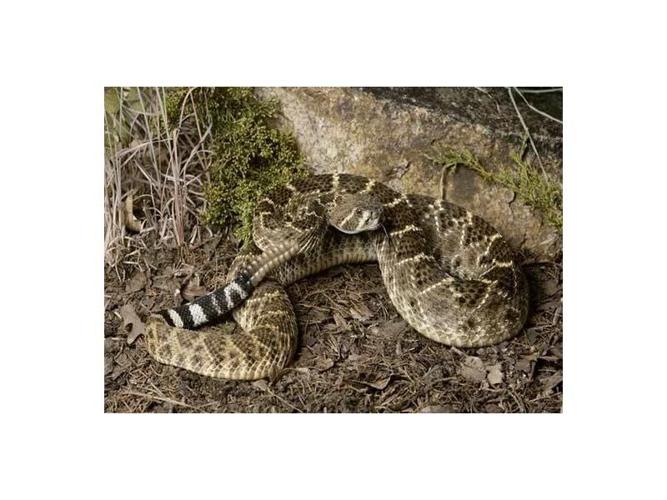 Hansen educates people about snakes | Health | cherokeephoenix.org