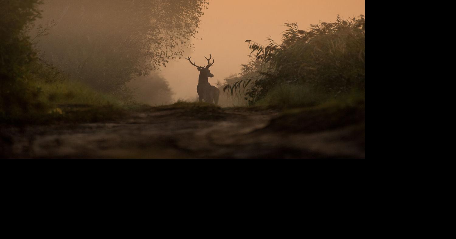 Cherokee Nation Wildlife Conservation to host fourth annual controlled ...