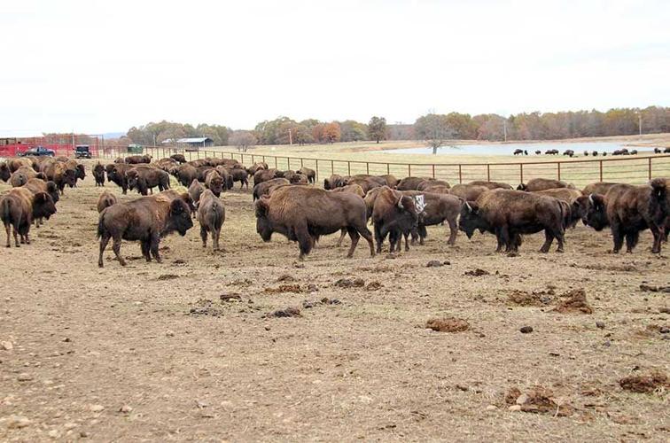 CN receives herd of 165 for buffalo ranch | Multimedia ...