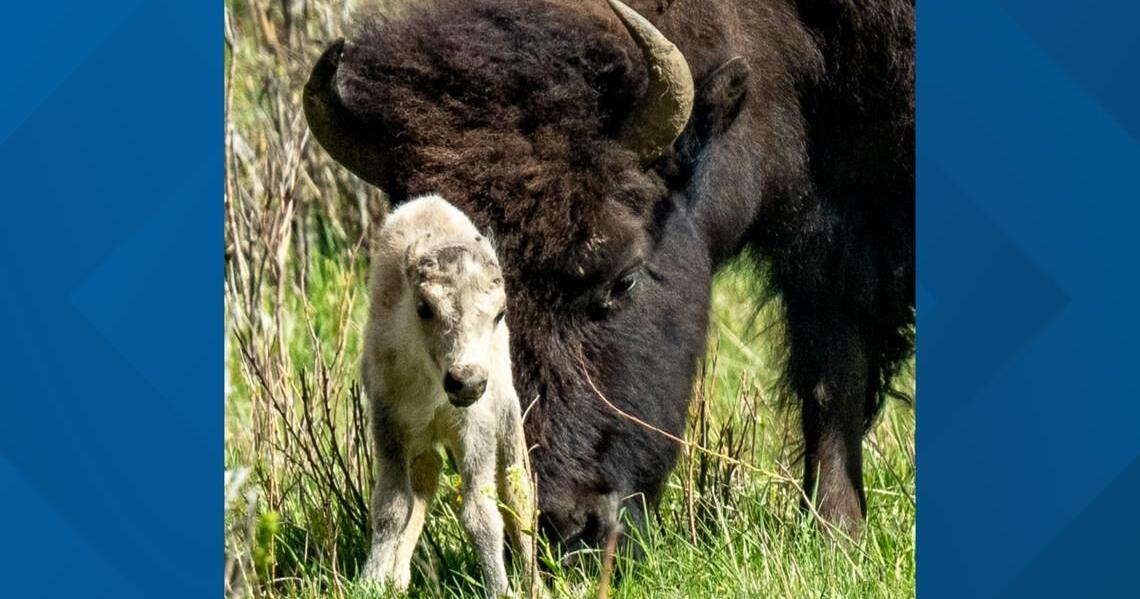 Reported birth of rare white buffalo calf in Yellowstone park fulfills ...