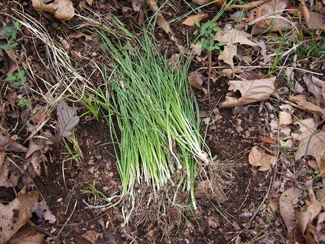 CHEROKEE EATS: WILD ONIONS | News | cherokeephoenix.org