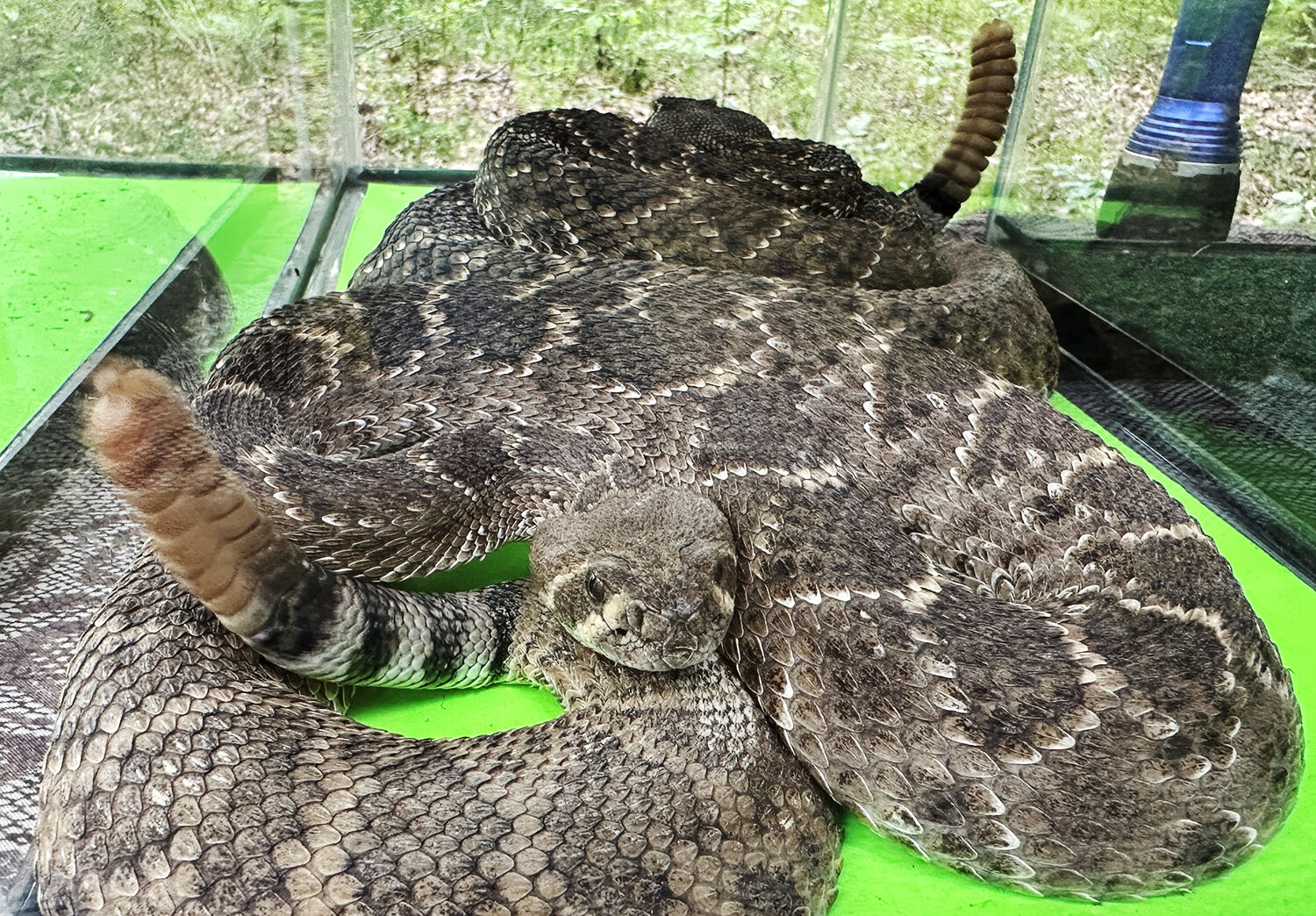 Snake wrangler enlightens public for decades | People | cherokeephoenix.org
