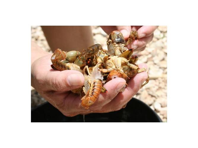 CN citizen continues crawdad-catching tradition | Culture ...