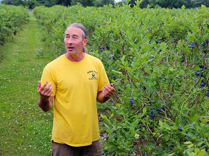 Blueberry season busy time for Outback Farm | Money | cherokeephoenix.org