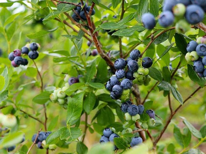 Blueberry season busy time for Outback Farm | Money | cherokeephoenix.org